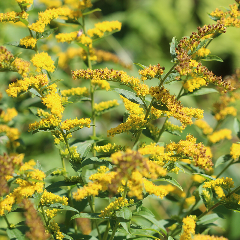 Home | New England Native Plants Initiatives